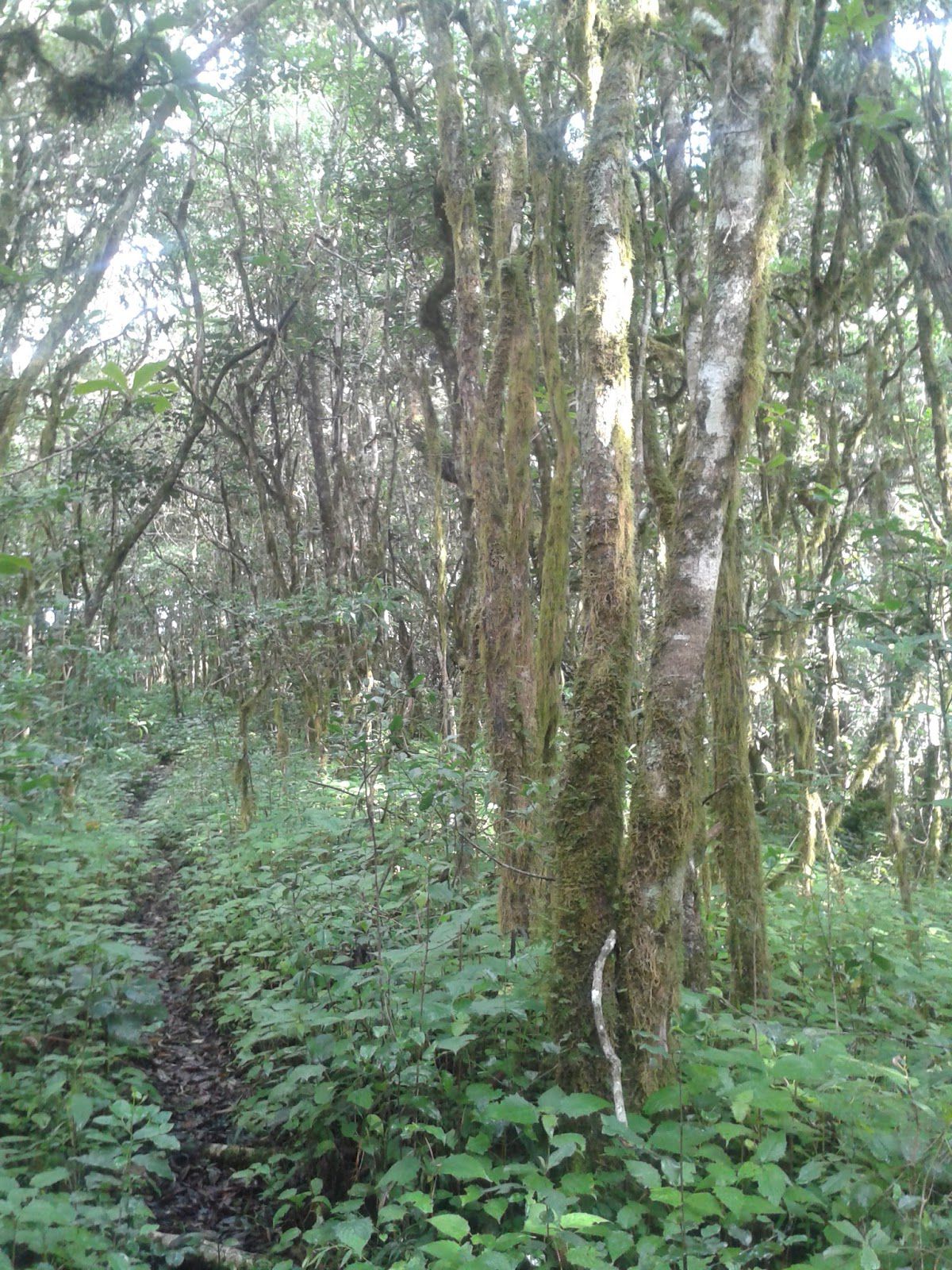 2 Days Hiking Kwamongo Peak to Mazumbai Rainforest | Kwamongo Peak ...